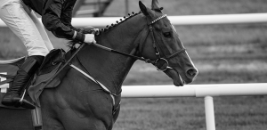 Famous Thoroughbred Horses - thoroughbredchampions.com